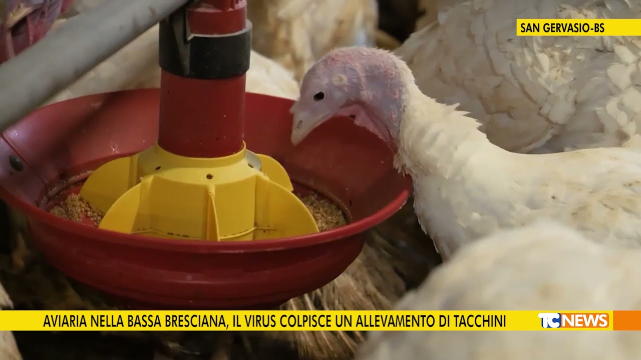 Aviaria nella bassa Bresciana, il virus colpisce un allevamento di ...