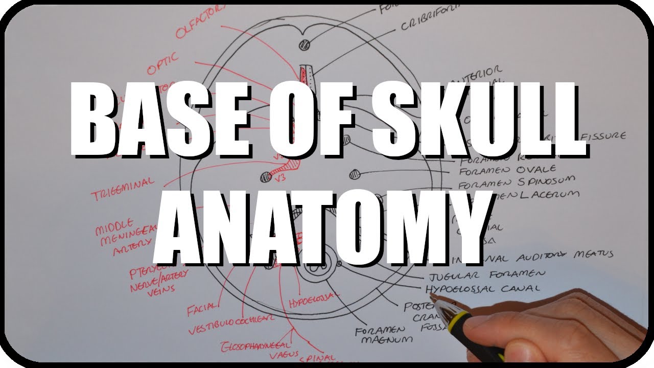 Base of Skull Anatomy - Under 10 Minutes - YouTube
