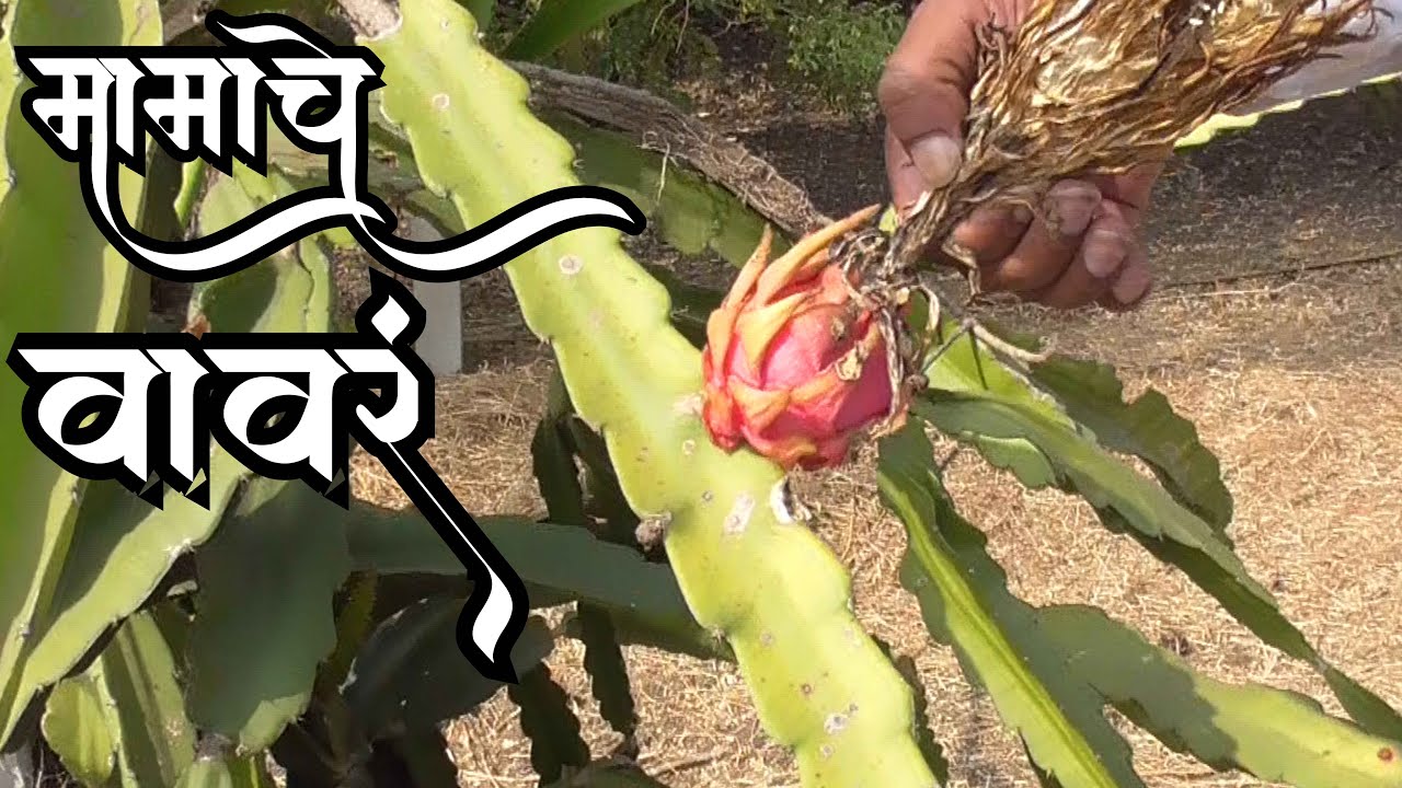 मामाचे वावरं | शेतीला जोड व्यवसाय म्हणून शेतालाच बनविले पर्यटनस्थळ ...