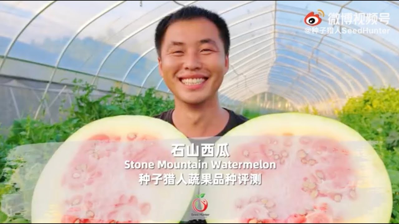 Stone Mountain Watermelon Review - YouTube
