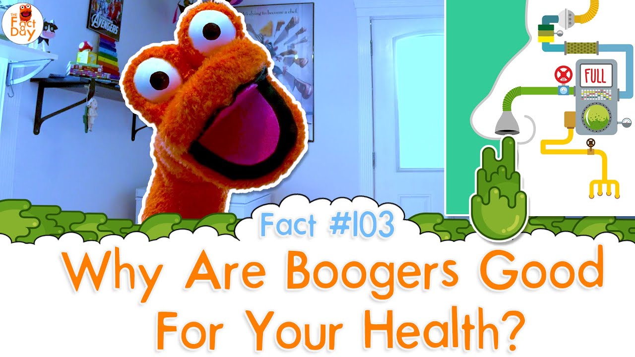 Why Are Boogers Good For Your Health? - The Fact a Day - #103 - YouTube