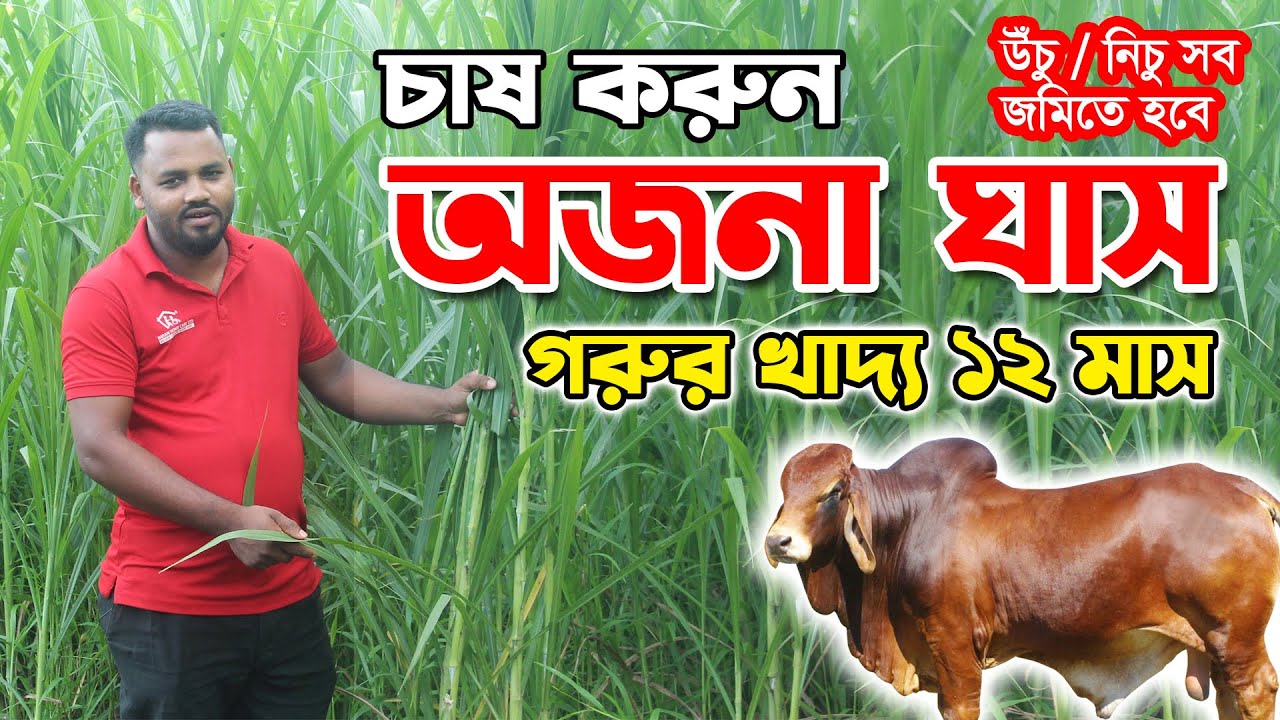 চাষ করুন অজানা ঘাস, গরুর খাদ্য ১২ মাস, ঘাস চাষ পদ্ধতি,how to plant jara ...
