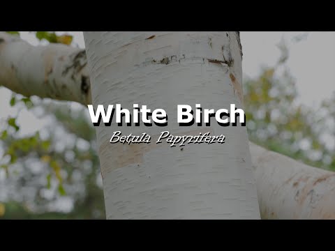 Urban Trees - White Birch