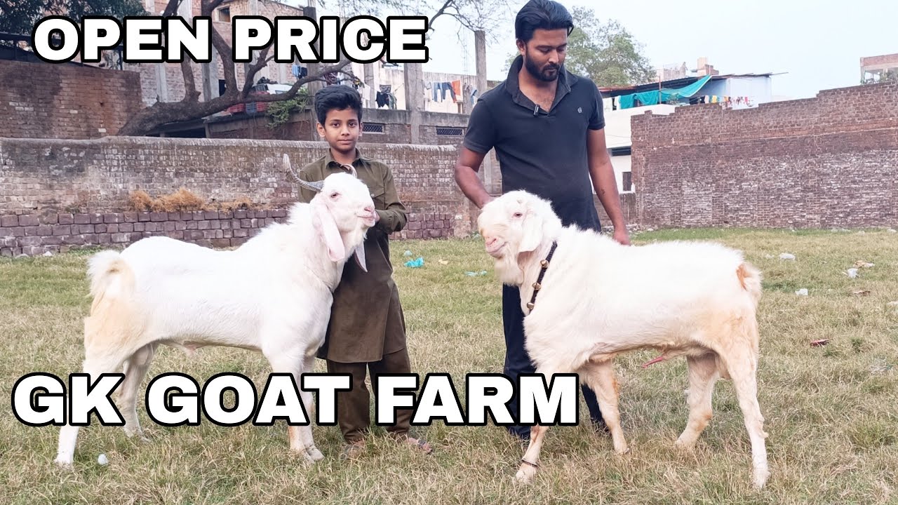 open price extreme quality Khoobsurat full aggressive Malwa Kota bakra ...