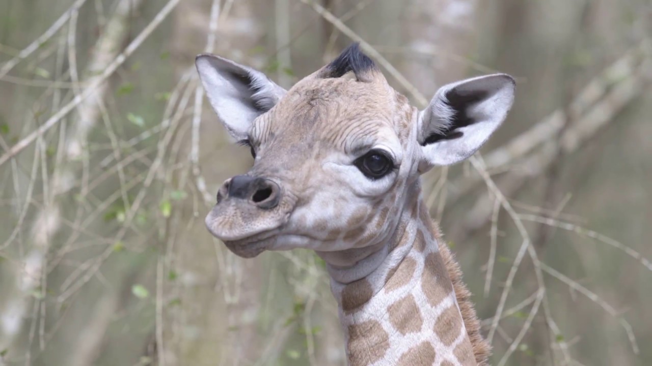 The theme of the 2019 Zoo-To-Do events is… - YouTube