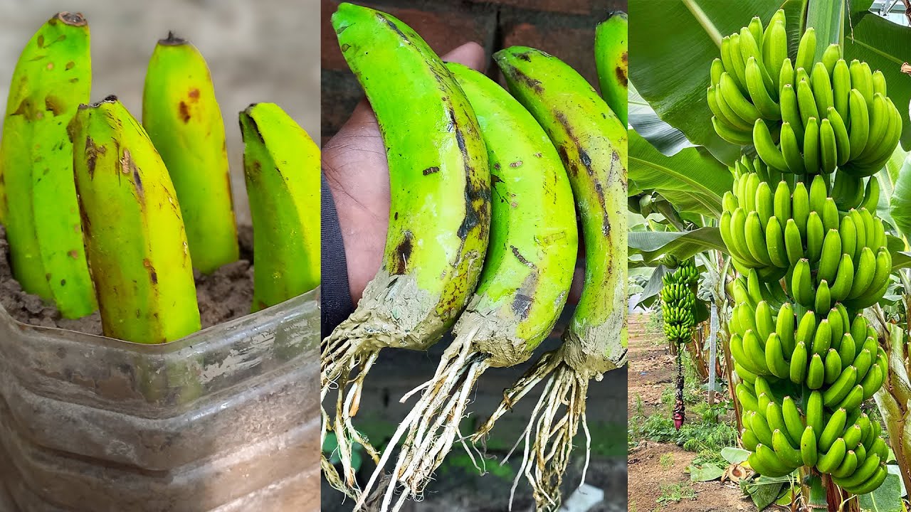 Banana plant propagating techniques | Best way to grow Banana tree from ...