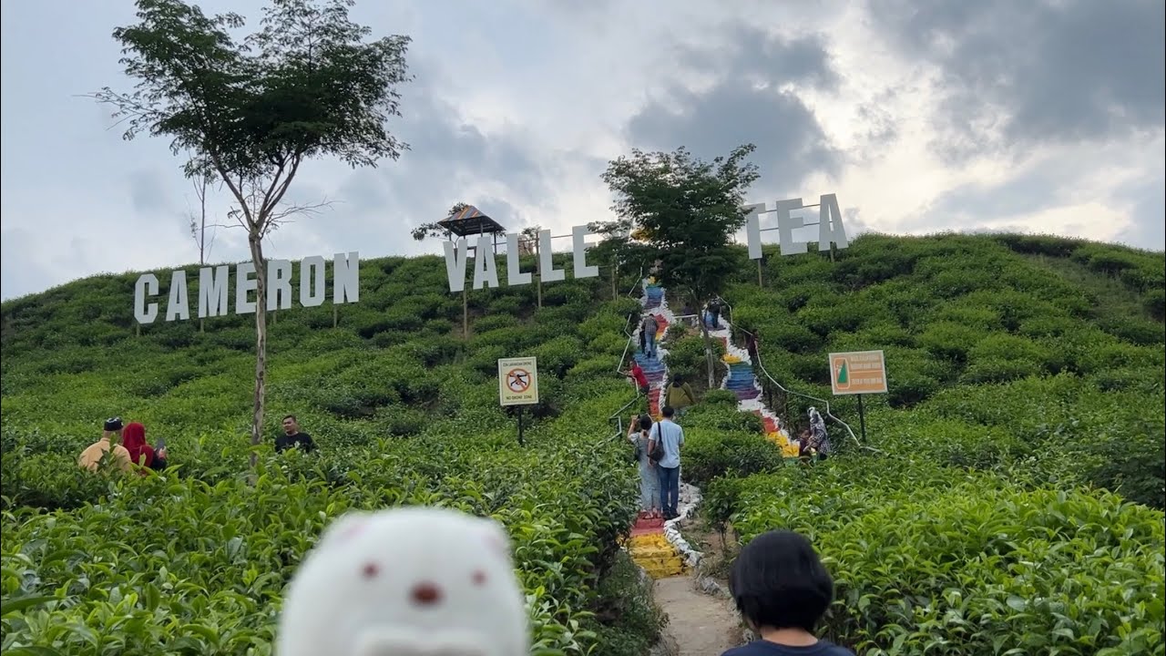 Cameron Valley Tea House 3, Kuala Terla 🍵 - YouTube