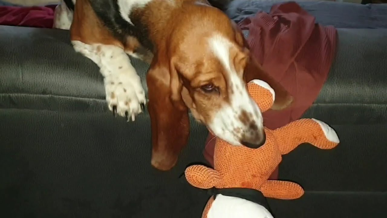basset hound and plush fox race - YouTube