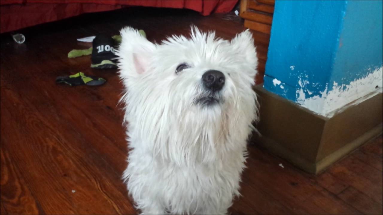 Dog burping compilation. A westie burping - YouTube