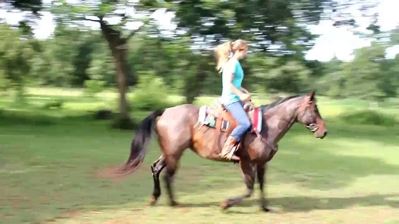 Roan AQHA Mare - Barrel/Rodeo/ Rope/Ranch Prospect and Trick Horse ...
