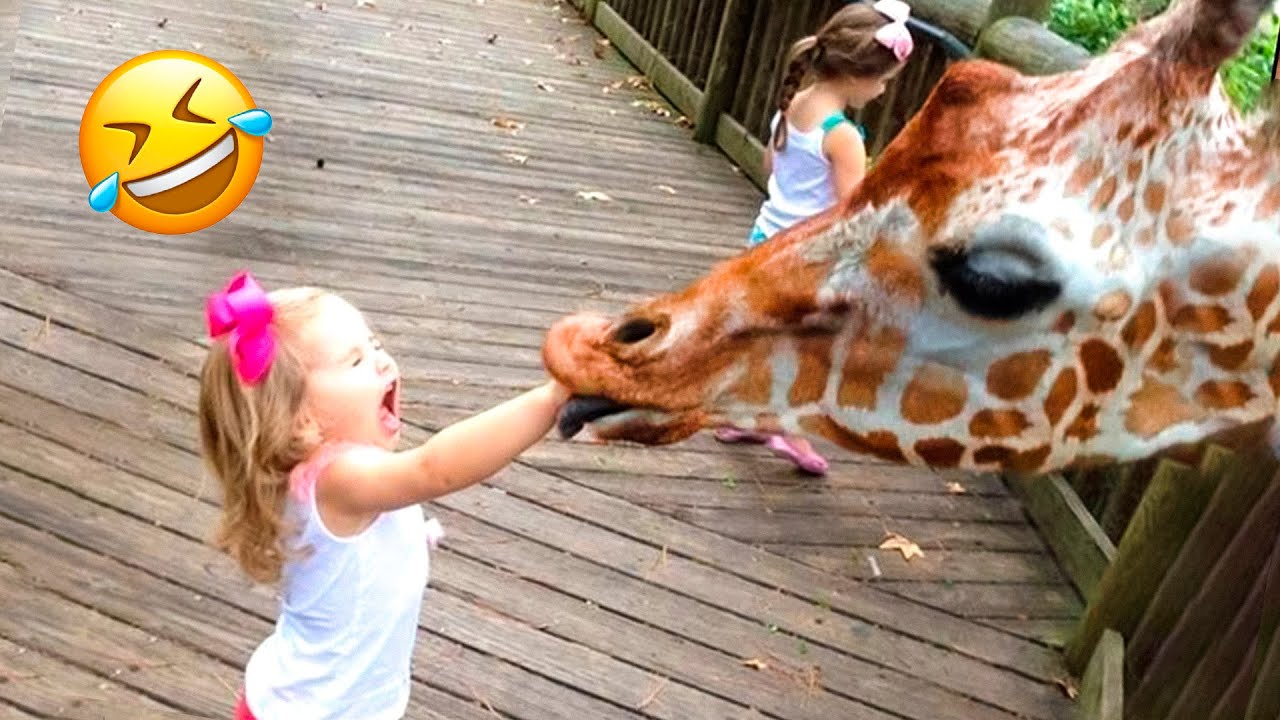 Funniest Cats And Dogs videos 2022 - Best Funny Animals 😅 - YouTube
