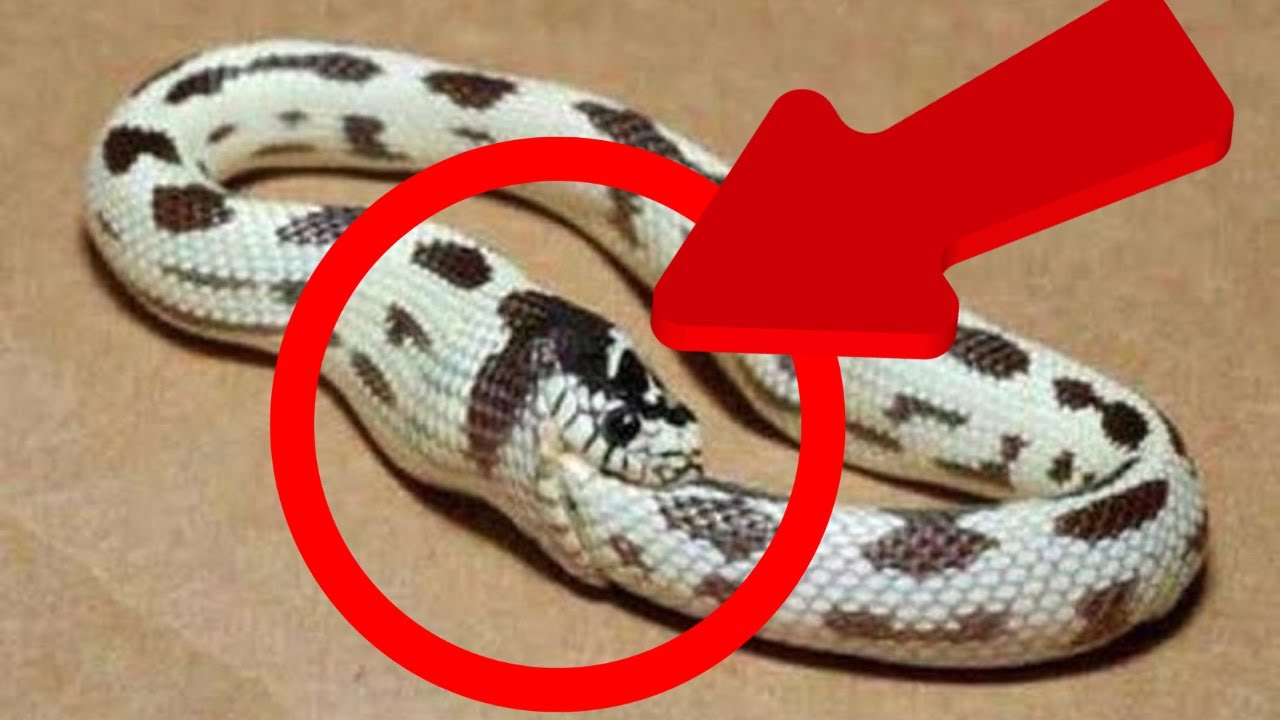 CRAZY ANIMALS THAT EAT THEMSELVES - YouTube