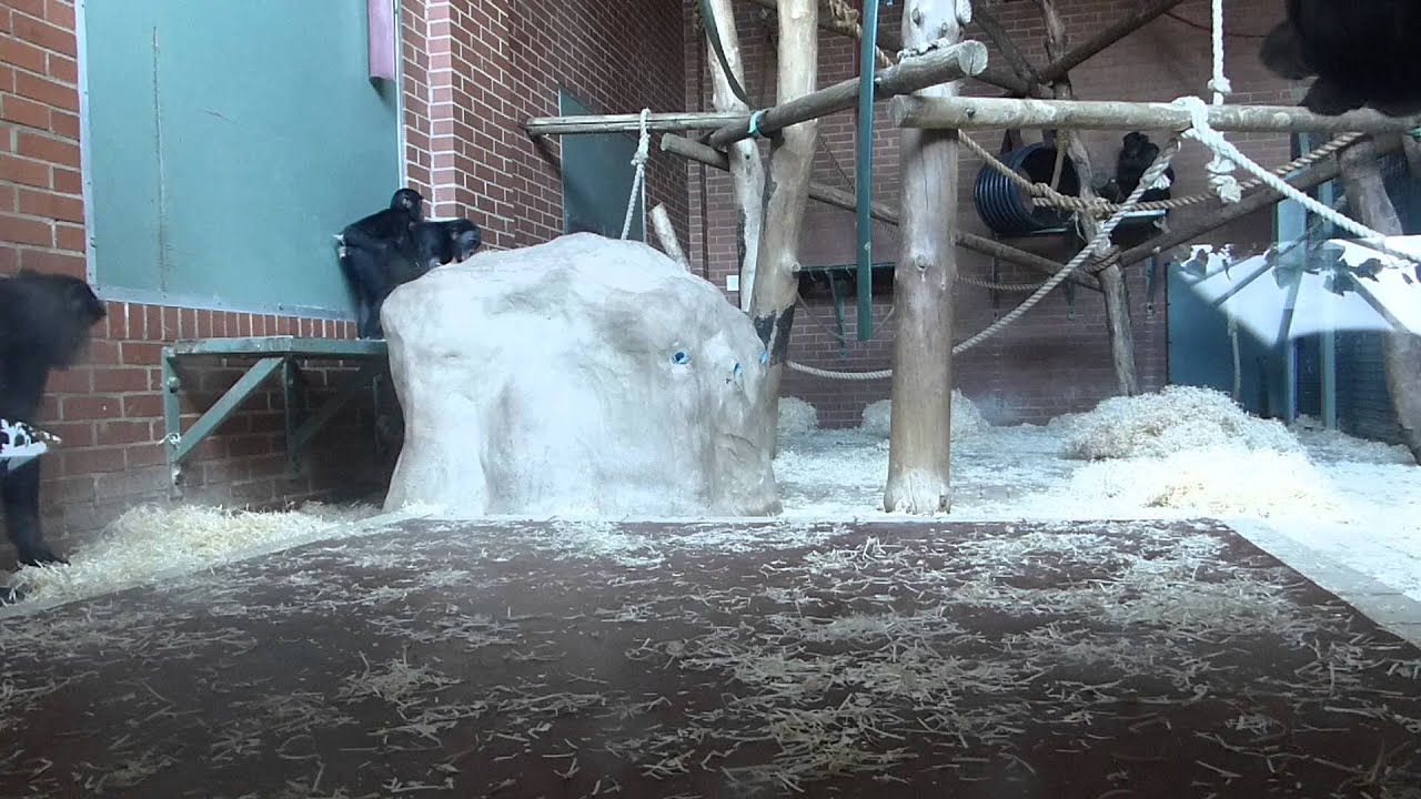 Bonobos in action. - YouTube