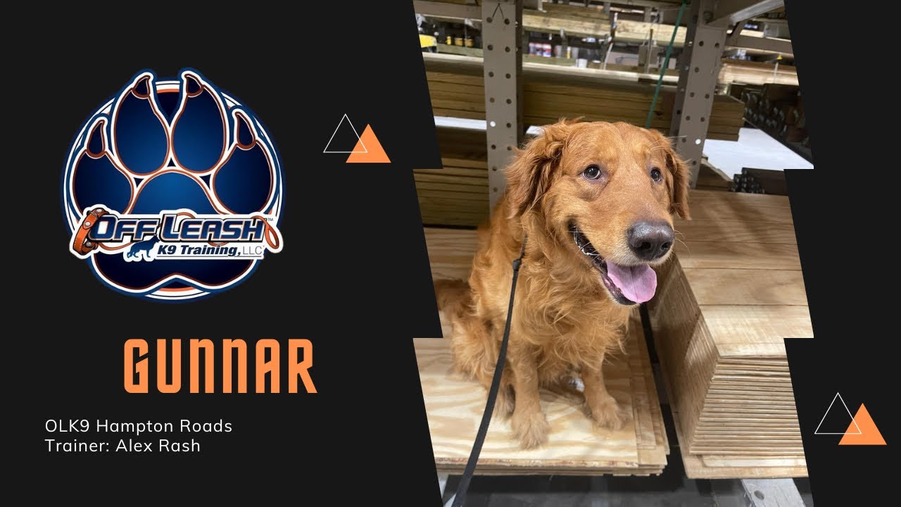 “Gunnar” 4 Y/O Golden Retriever- From Uncontrollable to Man’s Best ...