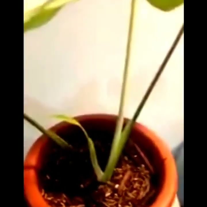 Tanaman bunga Sirih gading raksasa dengan warna cerah dan bagus ...