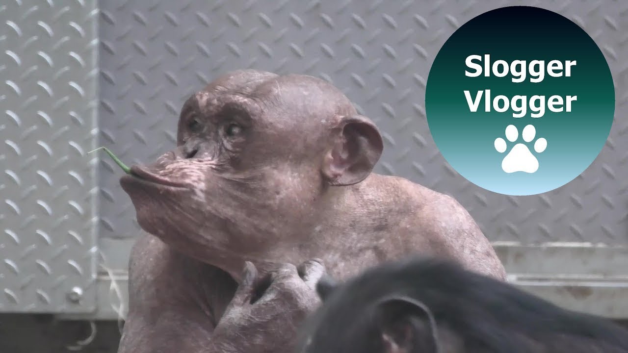 Close Up Jambo The Hairless Chimpanzee Youtube
