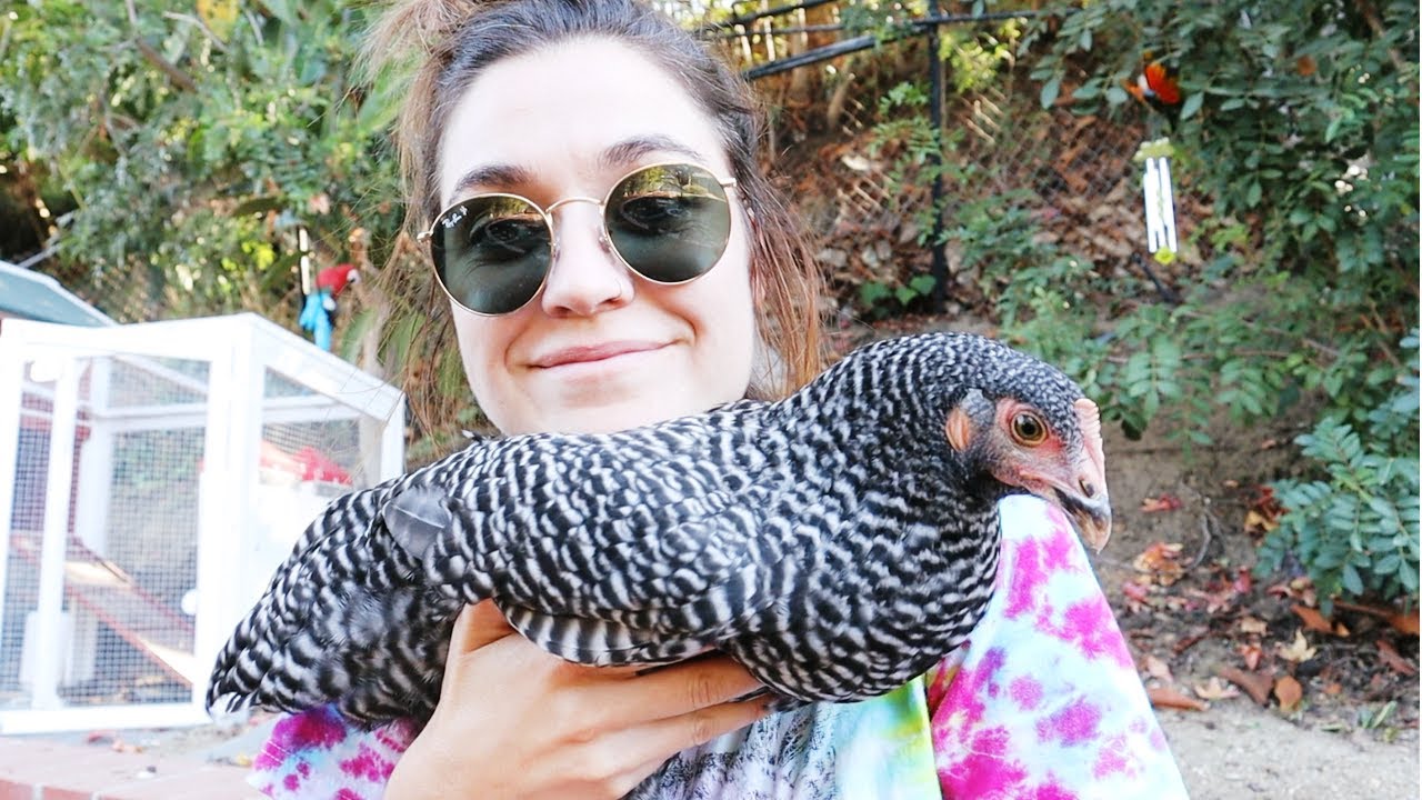How To Tame Some Chickens Pt. 1 - YouTube