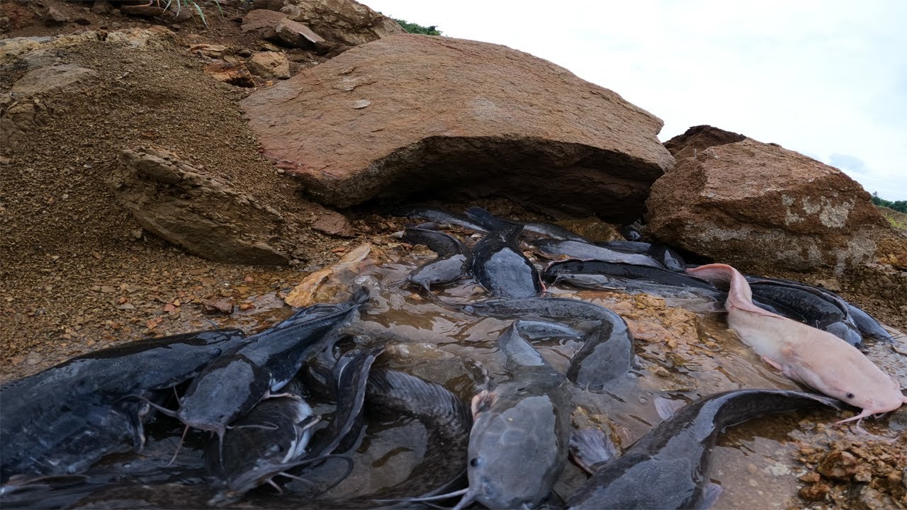 amazing fishing! lots of fish today found caught by hand - YouTube