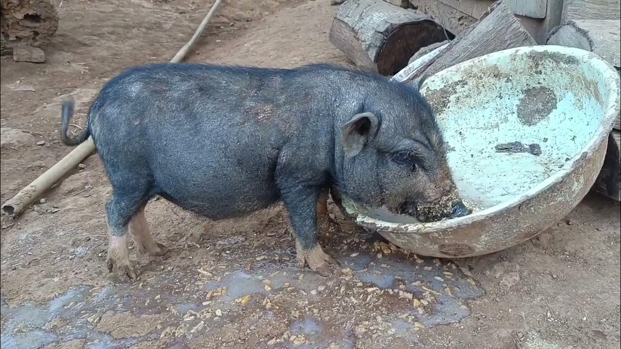 Nce mus zos toj siab thiab saib hmoob muag pob kws ntau heev - YouTube