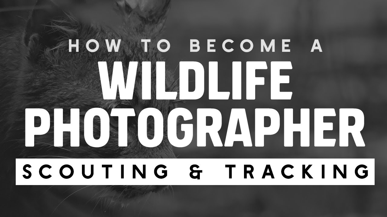 WILDLIFE PHOTOGRAPHY BASICS: Scouting & Tracking 101 - YouTube