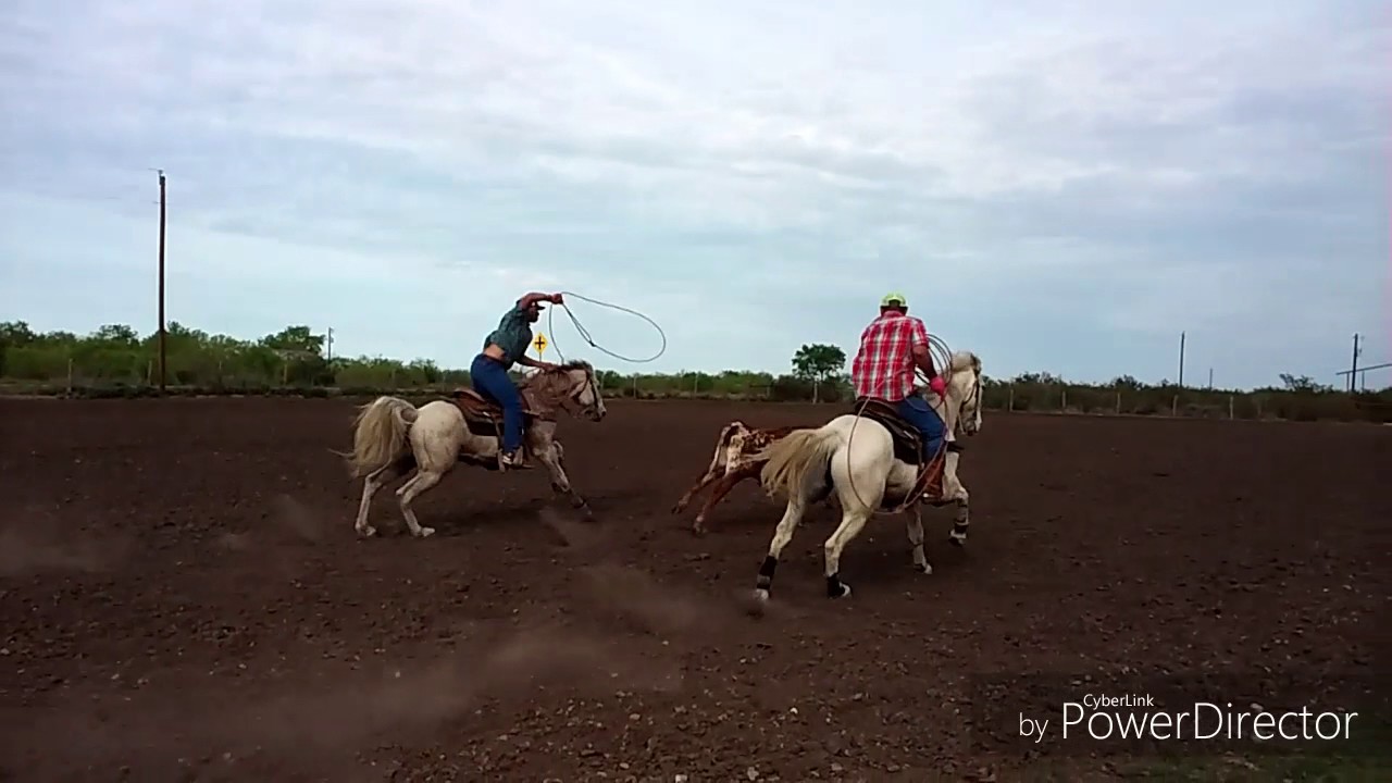 Team roping heel shots - YouTube