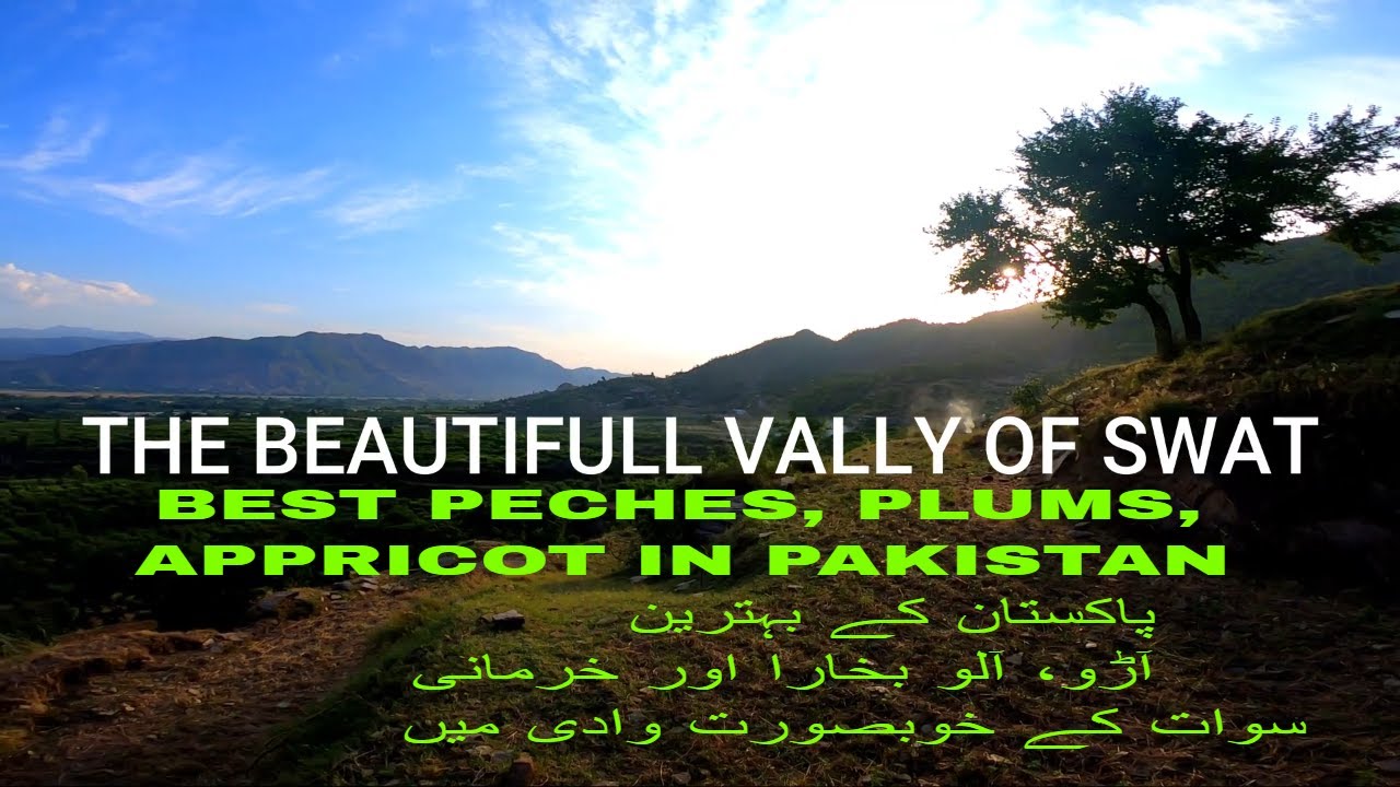 SWAT| PEACHES| BEST| FRUIT|FARMS| PAKISTAN|APPRICOT|PLUMS| - YouTube