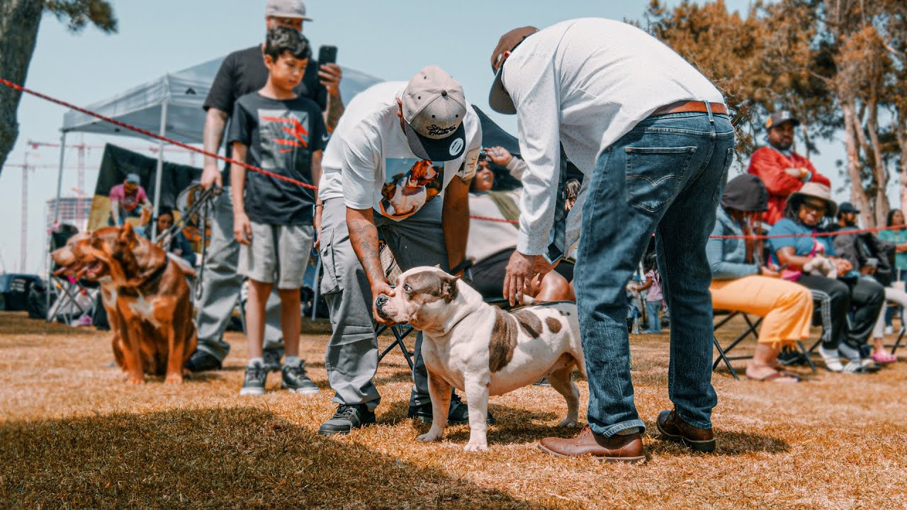 Bossman Kennels 760 - Smoke Section @ Cali Classic Bully Show - YouTube