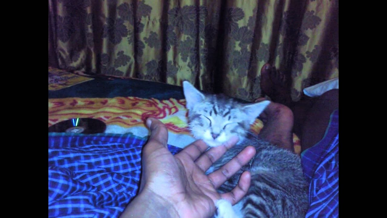 abdi cat pictures - YouTube