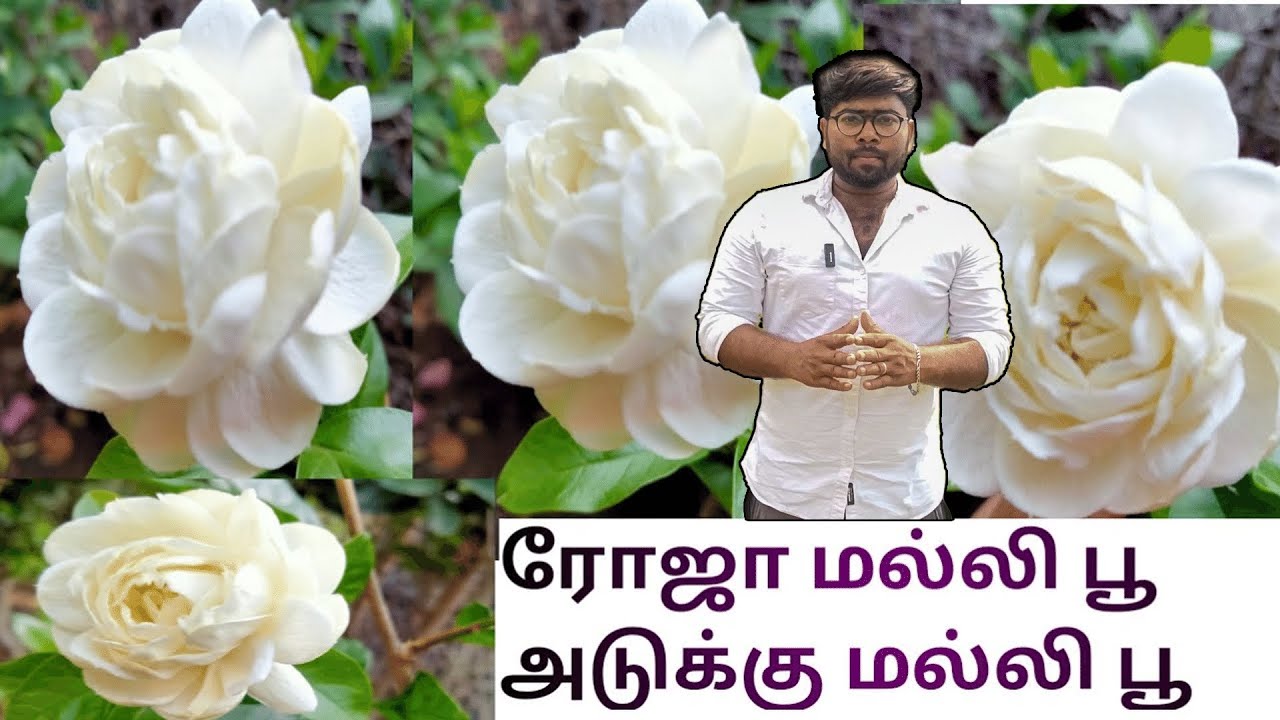 Rose Malli Or Raja Malli || Mini Ixora and Ixora Red #msprosegarden # ...