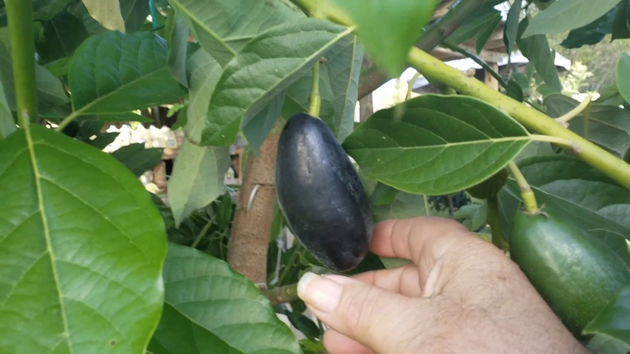 Texas avocados - YouTube