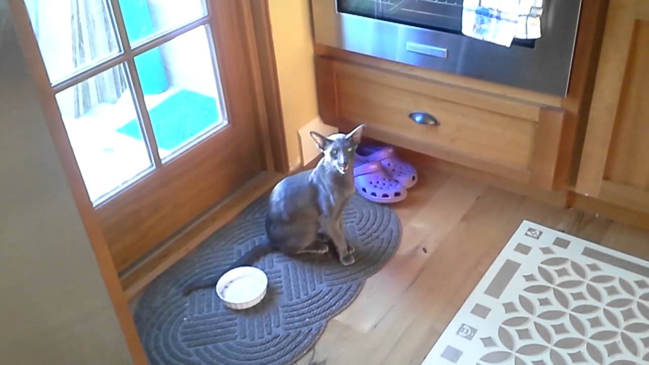 Zephyr the Oriental Shorthair Cat Talking to His Cat Sitter - YouTube