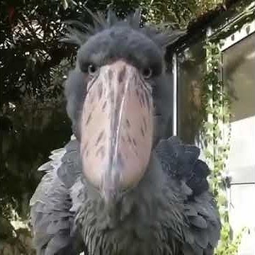 A close-up look at the most prehistoric looking bird alive today, the ...