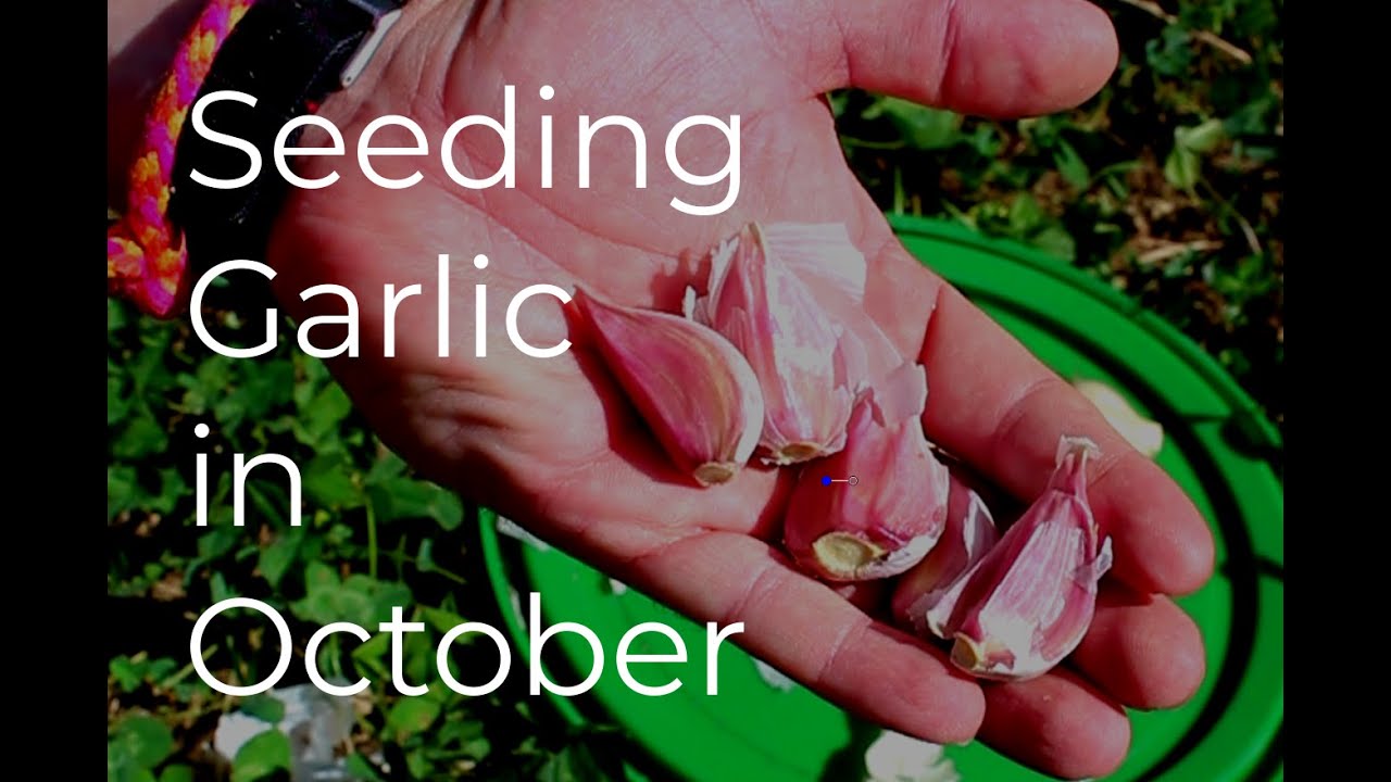 Seeding Garlic in October | Staple Crops - YouTube