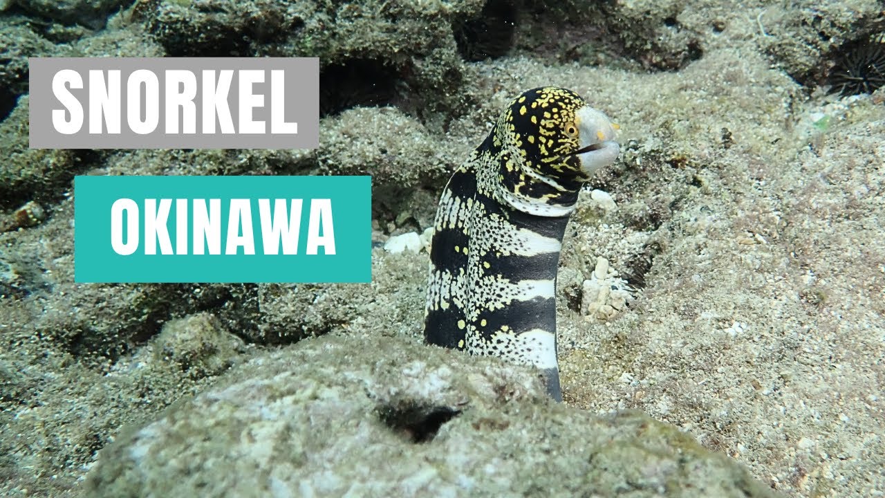Shore dive in Chatan, Okinawa - YouTube