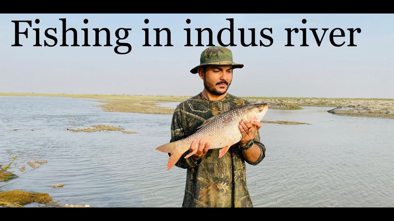 Indus River Fish