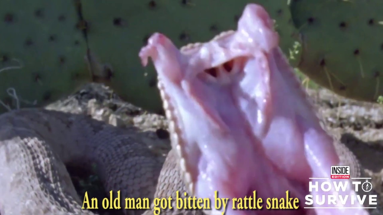 The "Put a Rattle Snake On It" - Song - YouTube