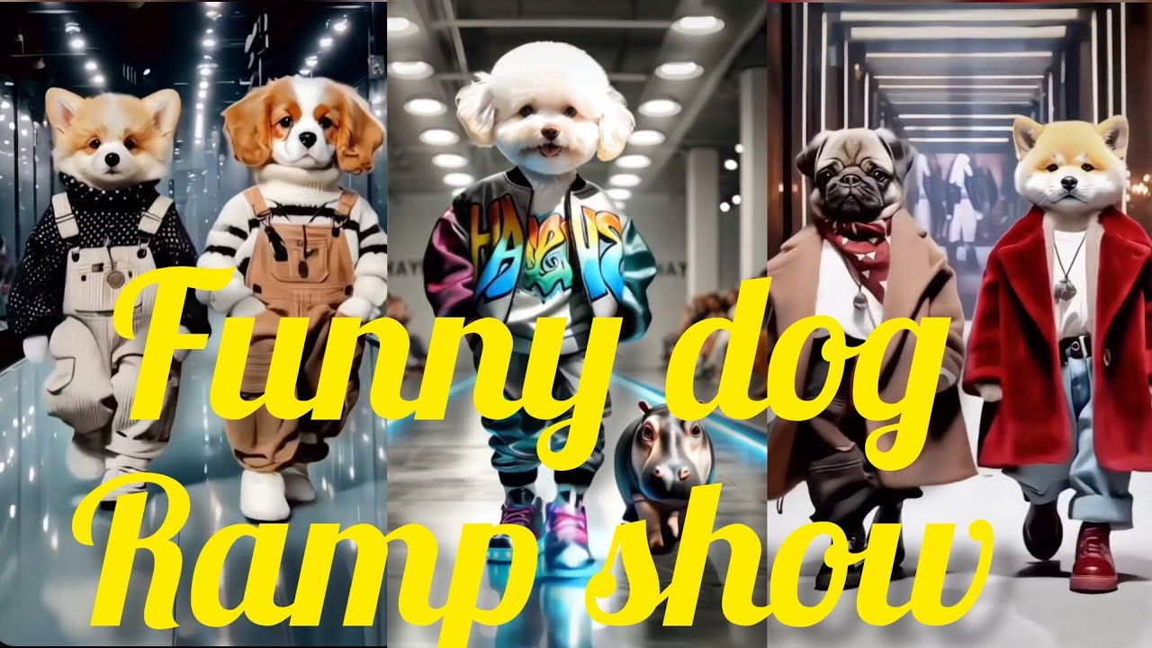 Funny dog ramp show 🤗🤗 dog ramp show 🥰🥰 - YouTube