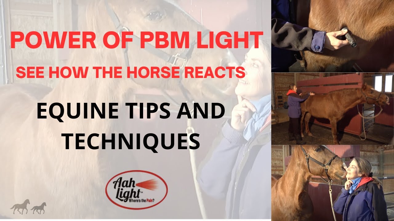 Equine LED Light Therapy - How to Use Light Therapy on Equine's Sore ...