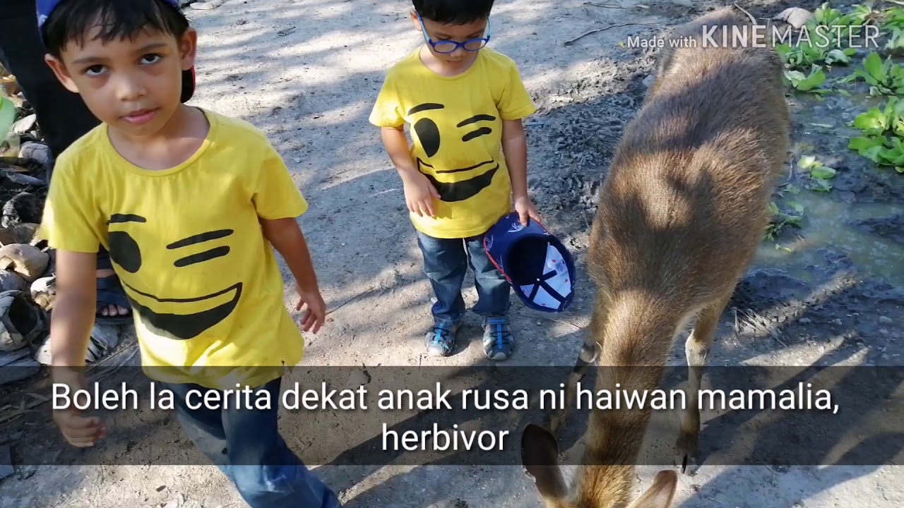 Tempat Menarik di Kulim, Kedah [Ladang Rusa Kampung Dusun] - YouTube