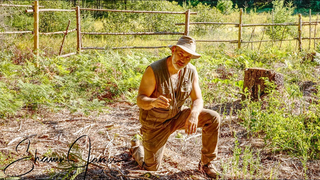 Forest Garden Tour, Off Grid Permaculture Food Forest in Canada, 2nd ...