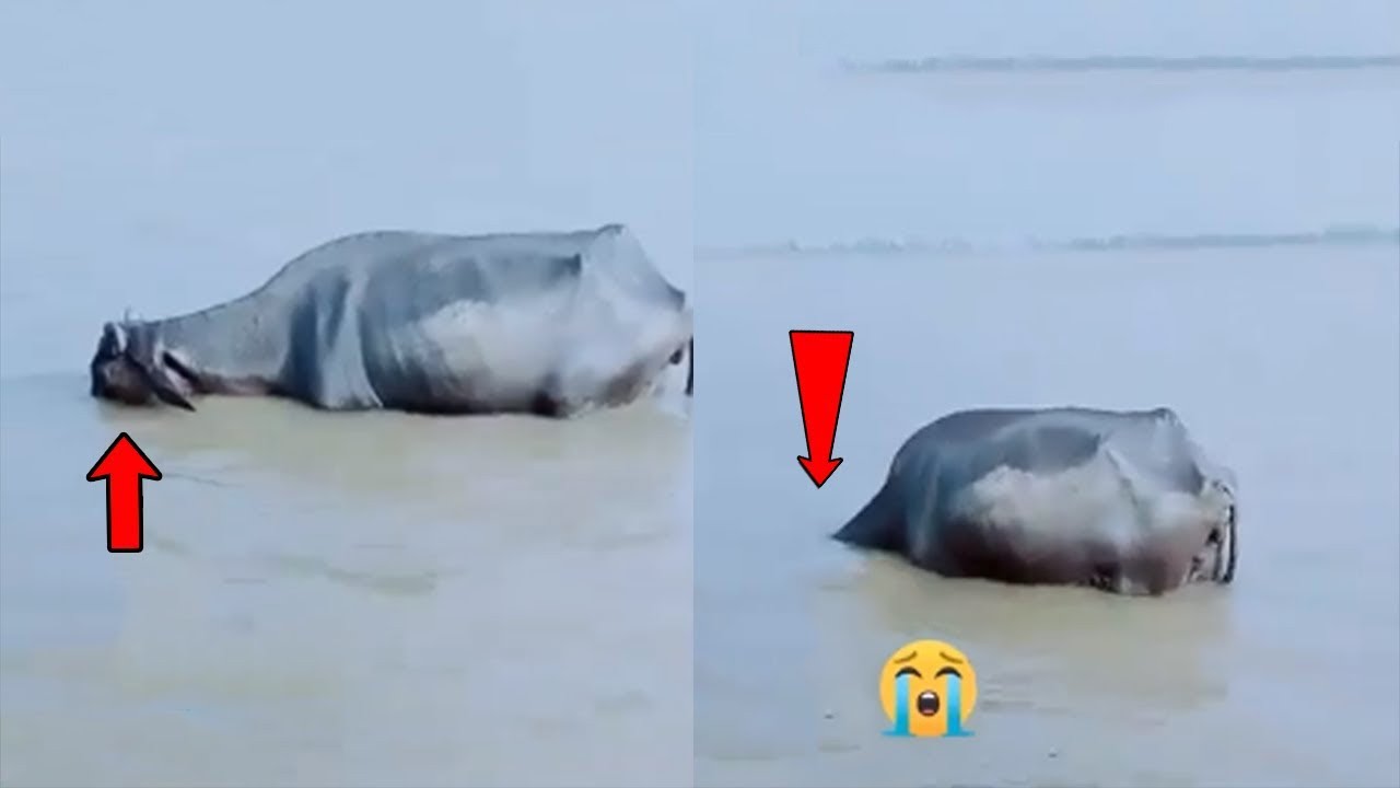 Buffalo Inserted his Head into Flood Water | Floods in Pakistan - YouTube