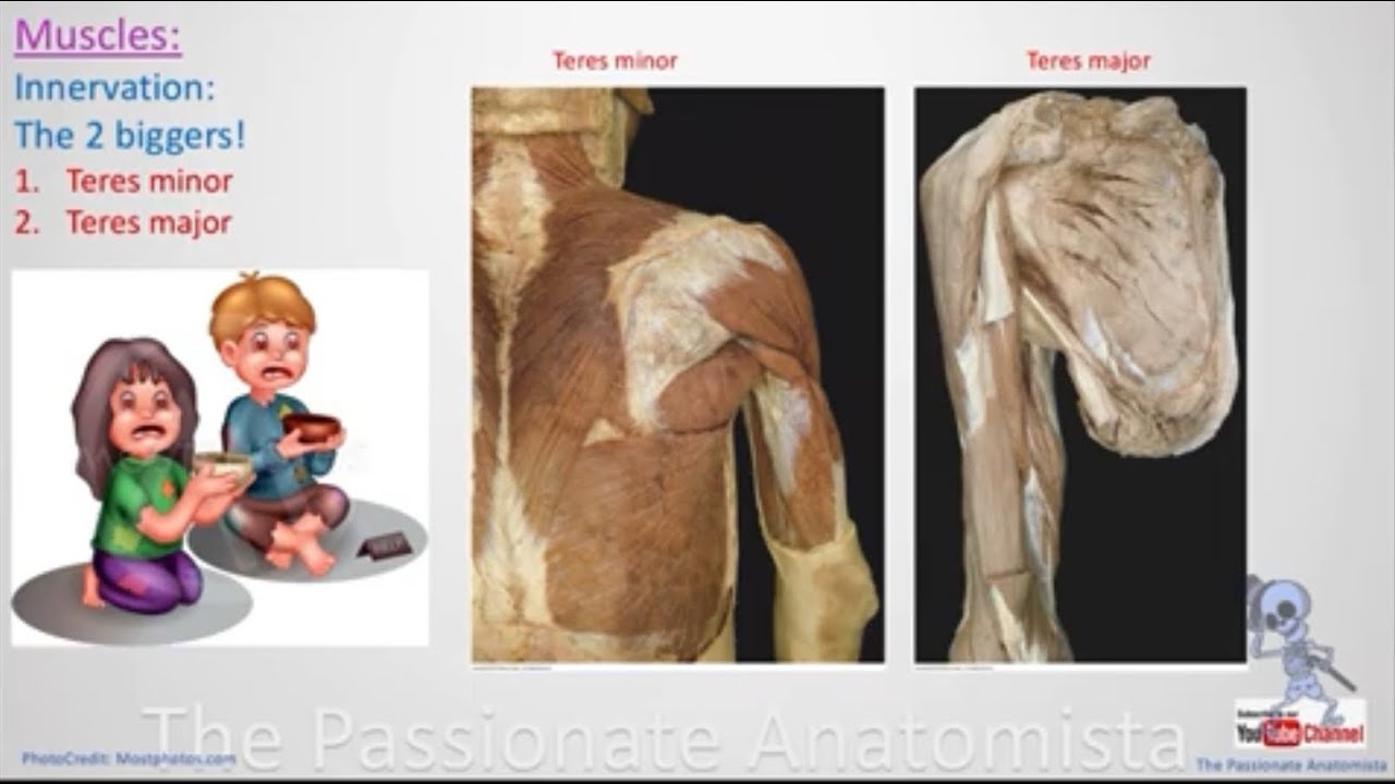 MSK module VD5 - pectoral, scapular & shoulder regions (Muscles, part 2) - YouTube