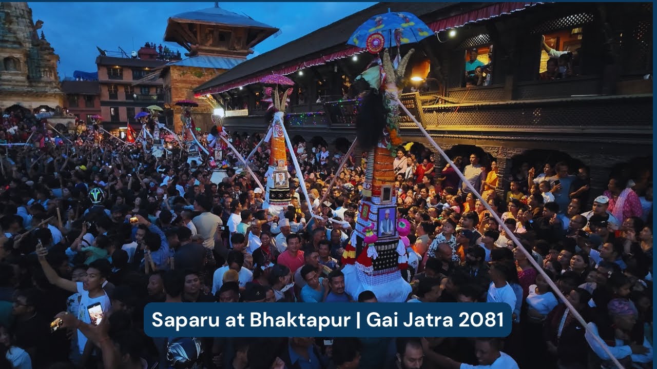 Bhaktapur ma Saparu 2081 | Gai Jatra 2081 Bhatkapur | Ghintang Ghisi ...