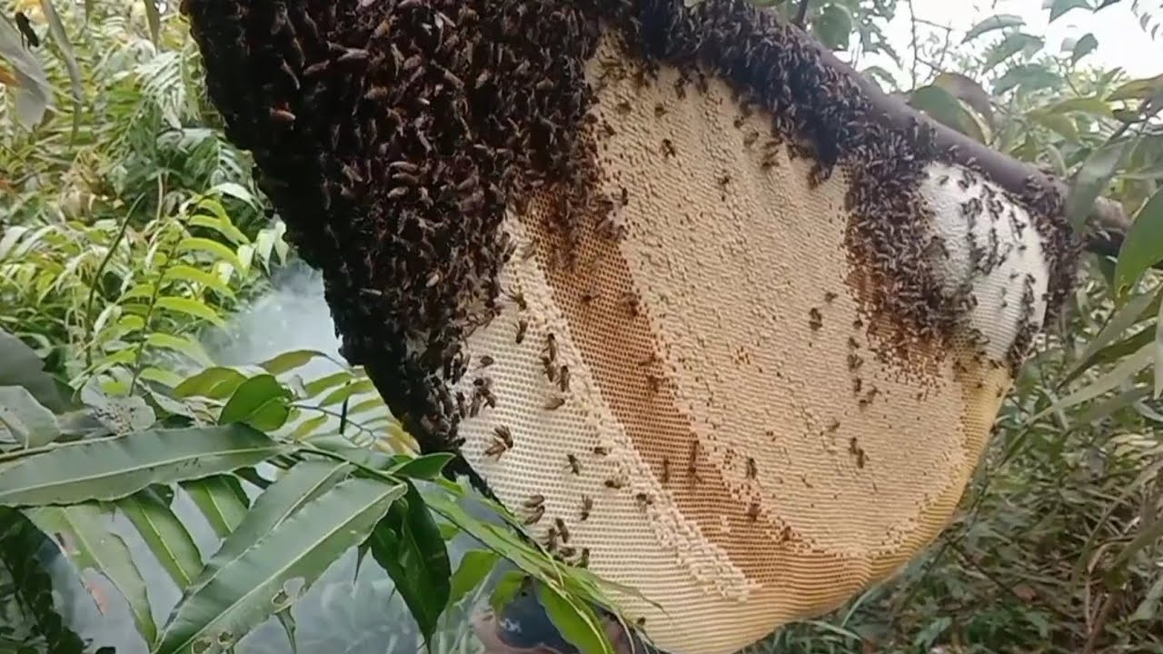 cara trzan memanen madu di hutan, 4 sarang lebah super - YouTube