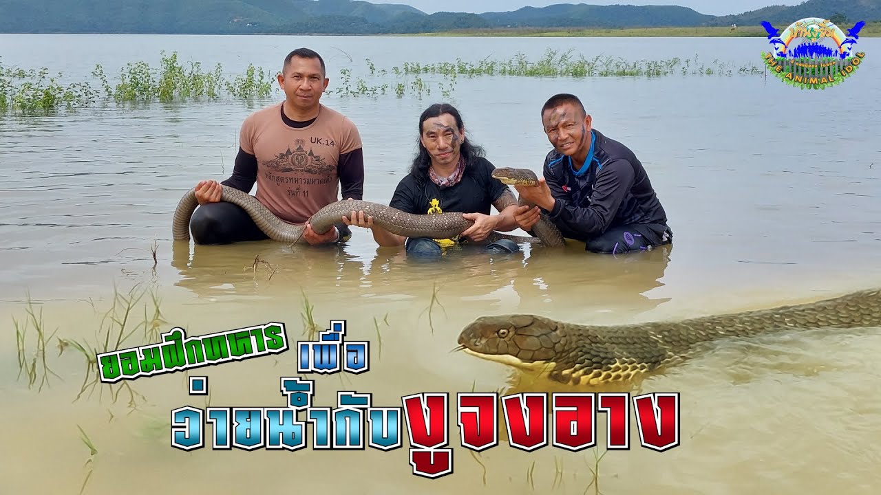 The Animal Idol ยอมฝึกทหารเพื่อว่ายน้ำกับงูจงอาง - YouTube