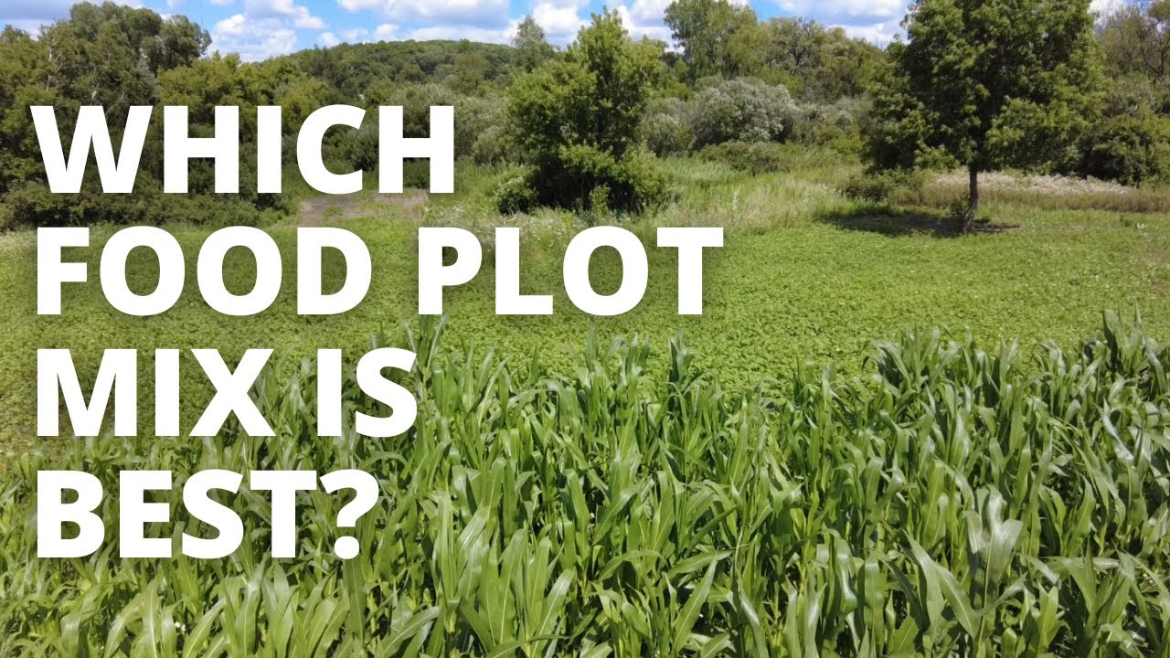 My Top 5 Types of Food Plots - YouTube