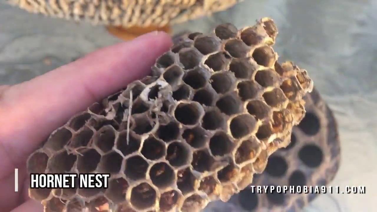 Trypophobia, Trypophobia, Trypophobia Plants! - YouTube