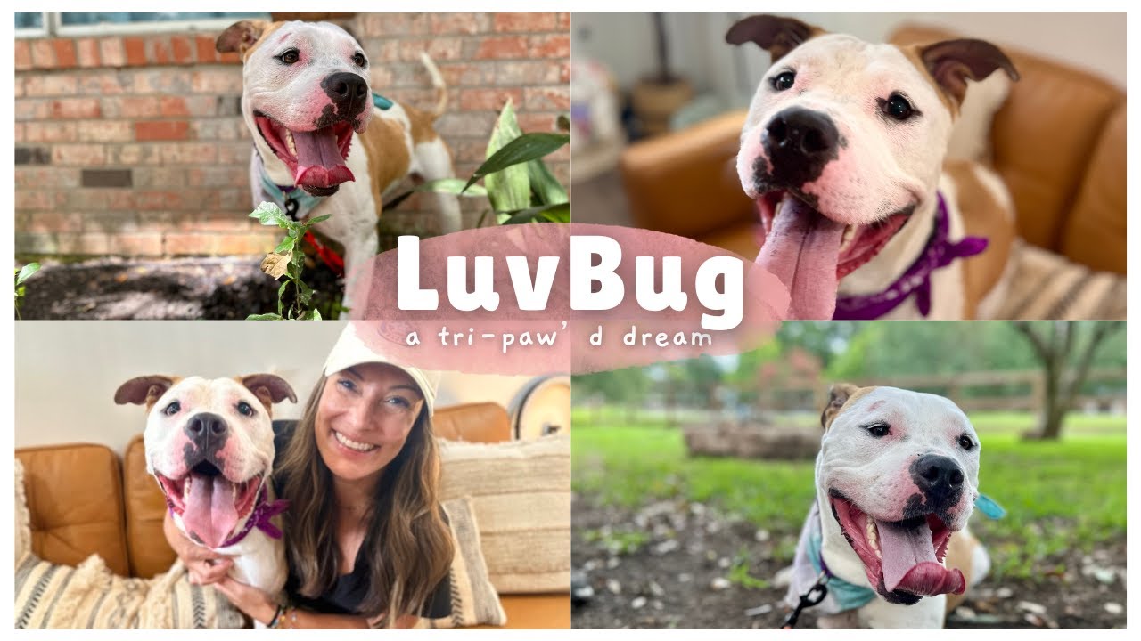 Luv-Bug, tri-paw'd, tug-of-war champion with an extra dose of lover ...