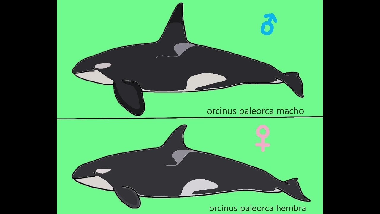 Orcinus Paleorca | Ballena Asesina Gigante | PaleoPedias - YouTube