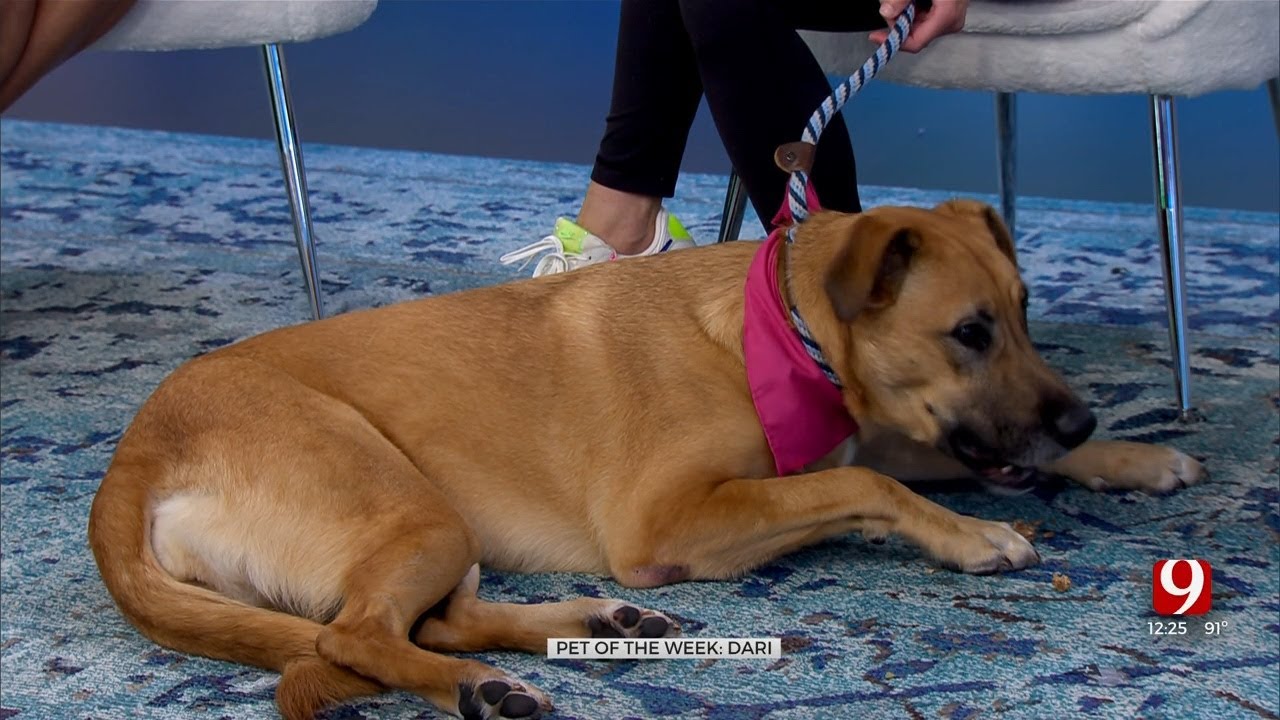 Pet Of The Week: Dari - YouTube